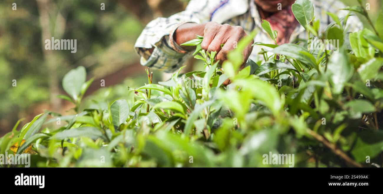 Close-up photo of old woman work-worn hands picking fresh tea Camellia ...