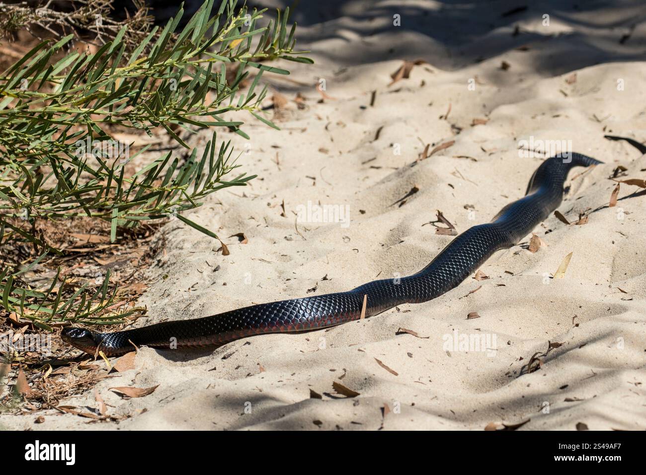 Red-bellied Black Snake basking on sandy track in the Royal National ...