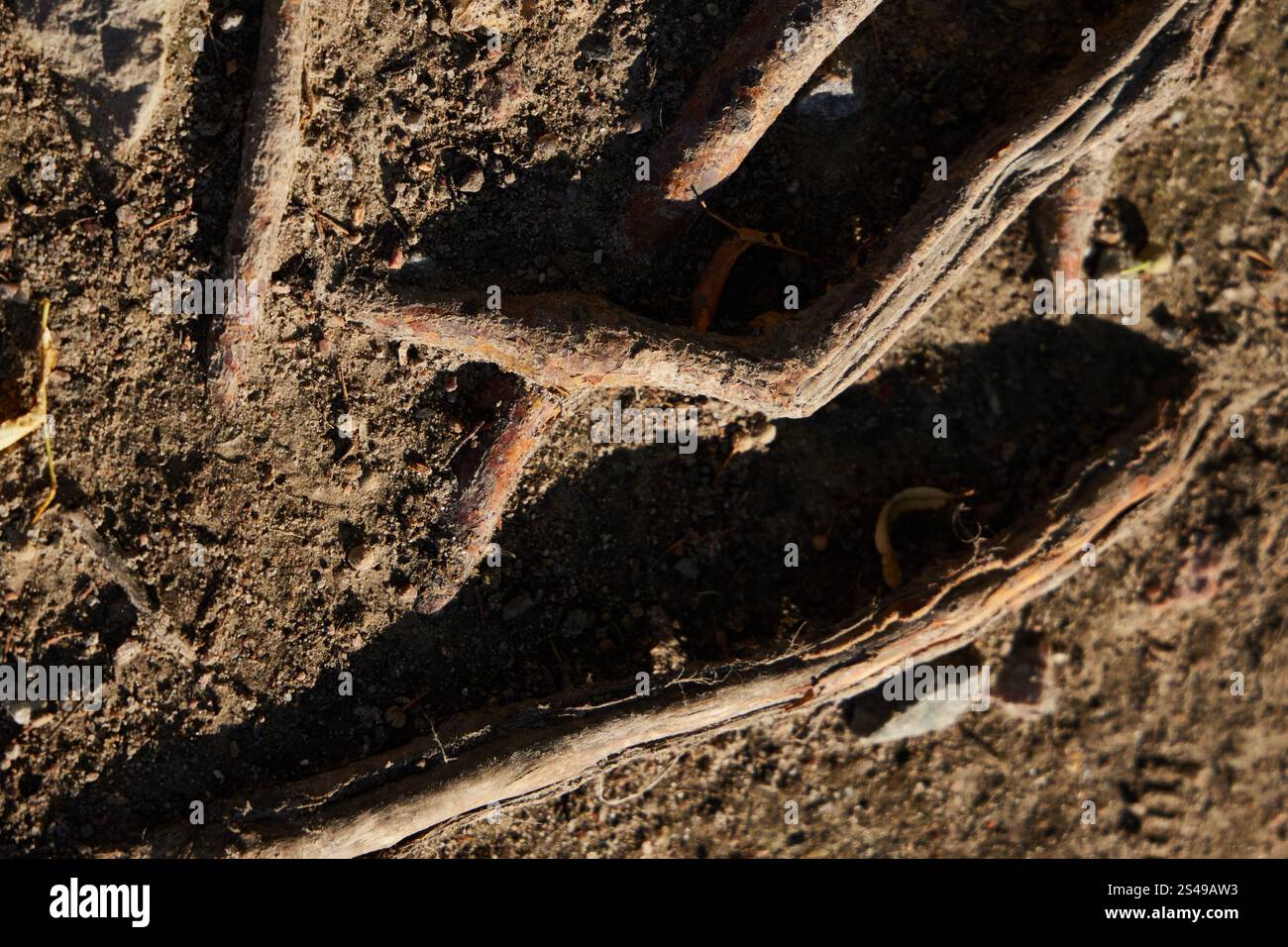 Intricate Roots and their Connection on Earths Surface Captured ...