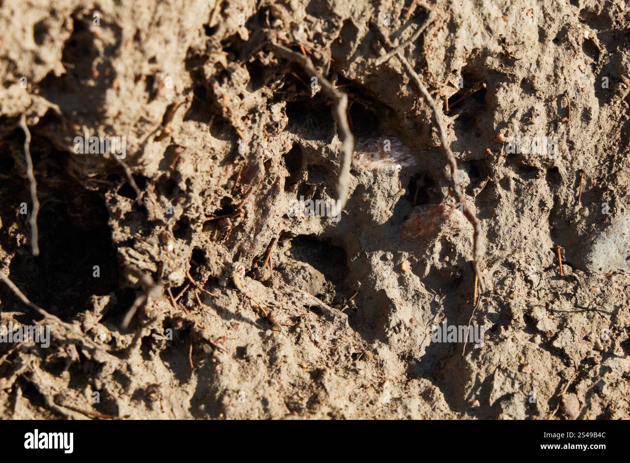 An InDepth and Detailed CloseUp of Earth, Roots, and Various Natural ...