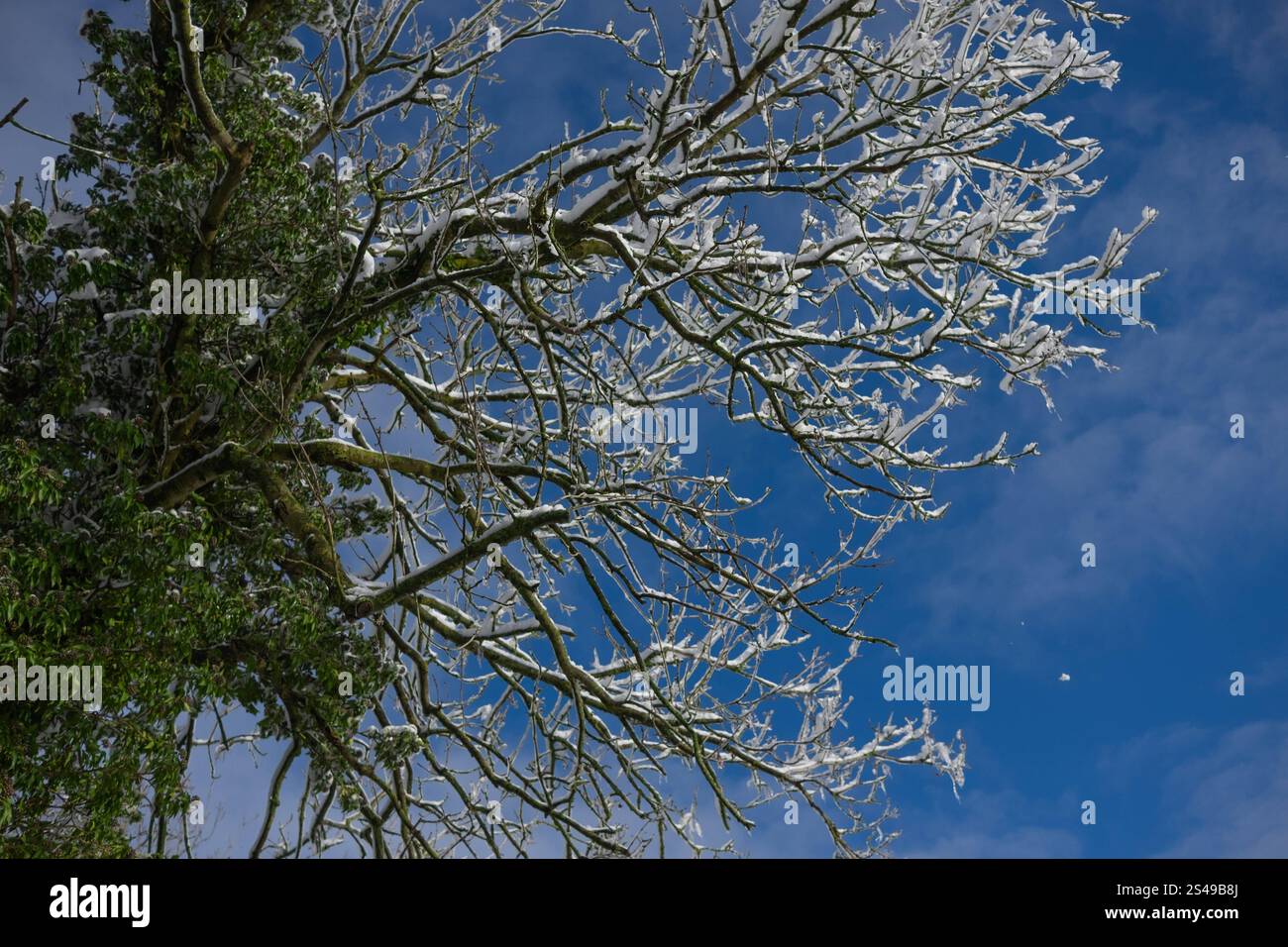 Schnee- und Eisbedeckte Aeste an Baeumen und Straeuchern in Aachen am ...