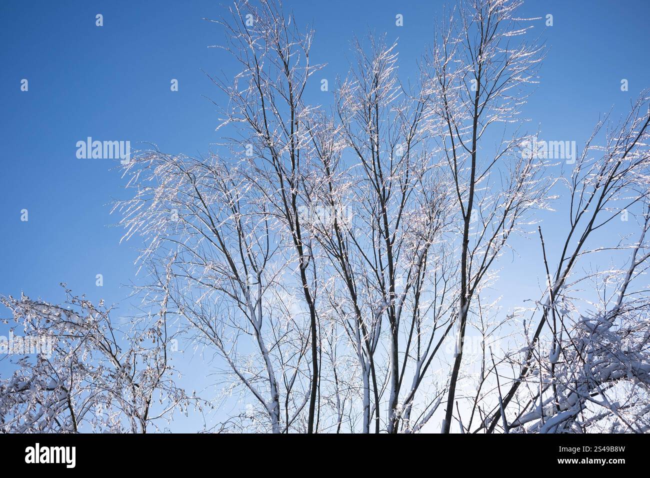Schnee- und Eisbedeckte Aeste an Baeumen und Straeuchern in Aachen am ...