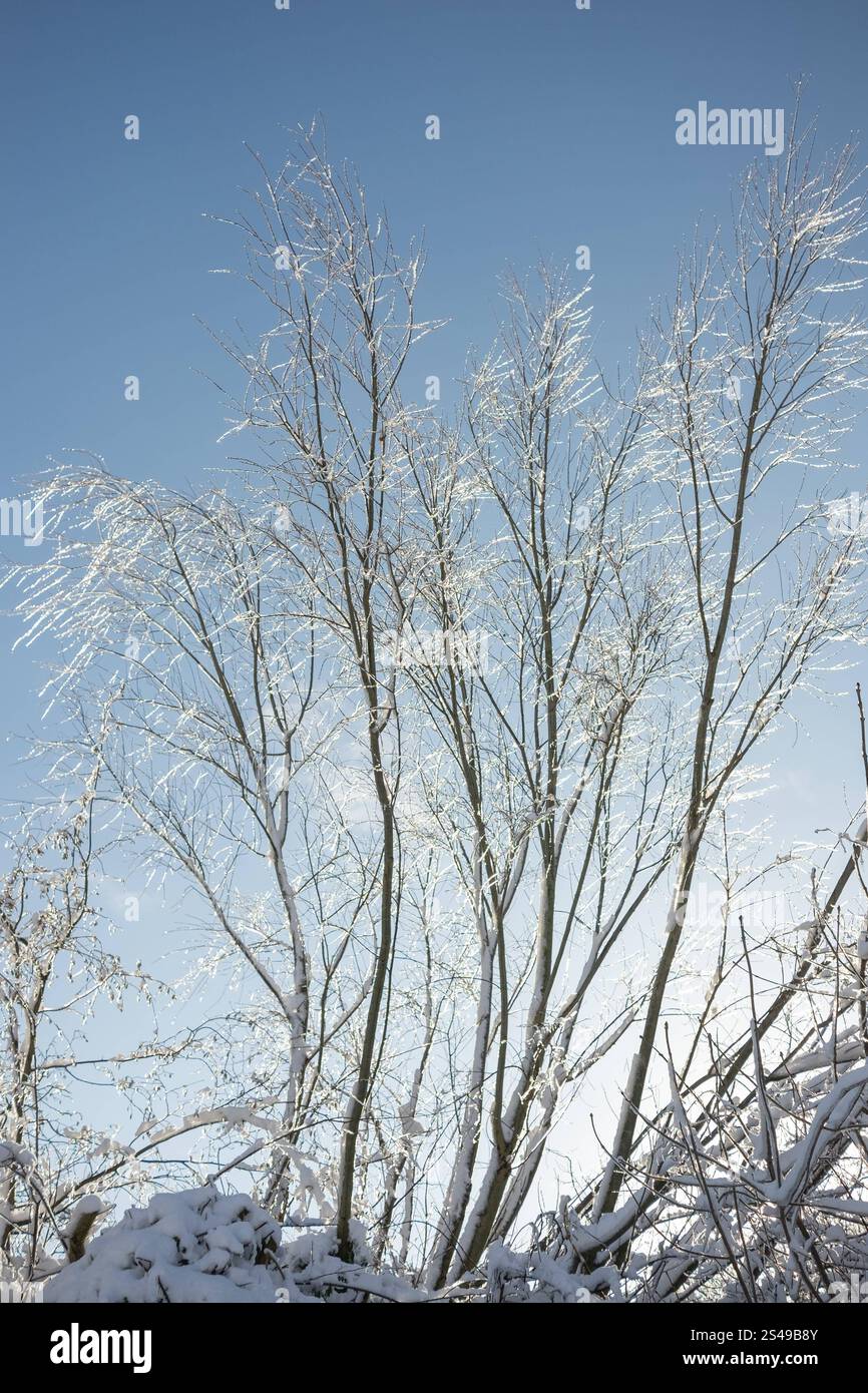 Schnee- und Eisbedeckte Aeste an Baeumen und Straeuchern in Aachen am ...
