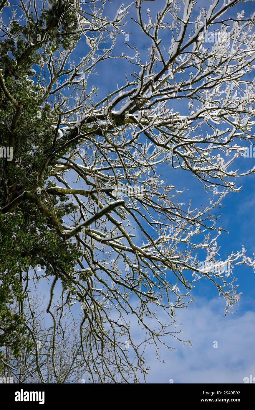 Schnee- und Eisbedeckte Aeste an Baeumen und Straeuchern in Aachen am ...