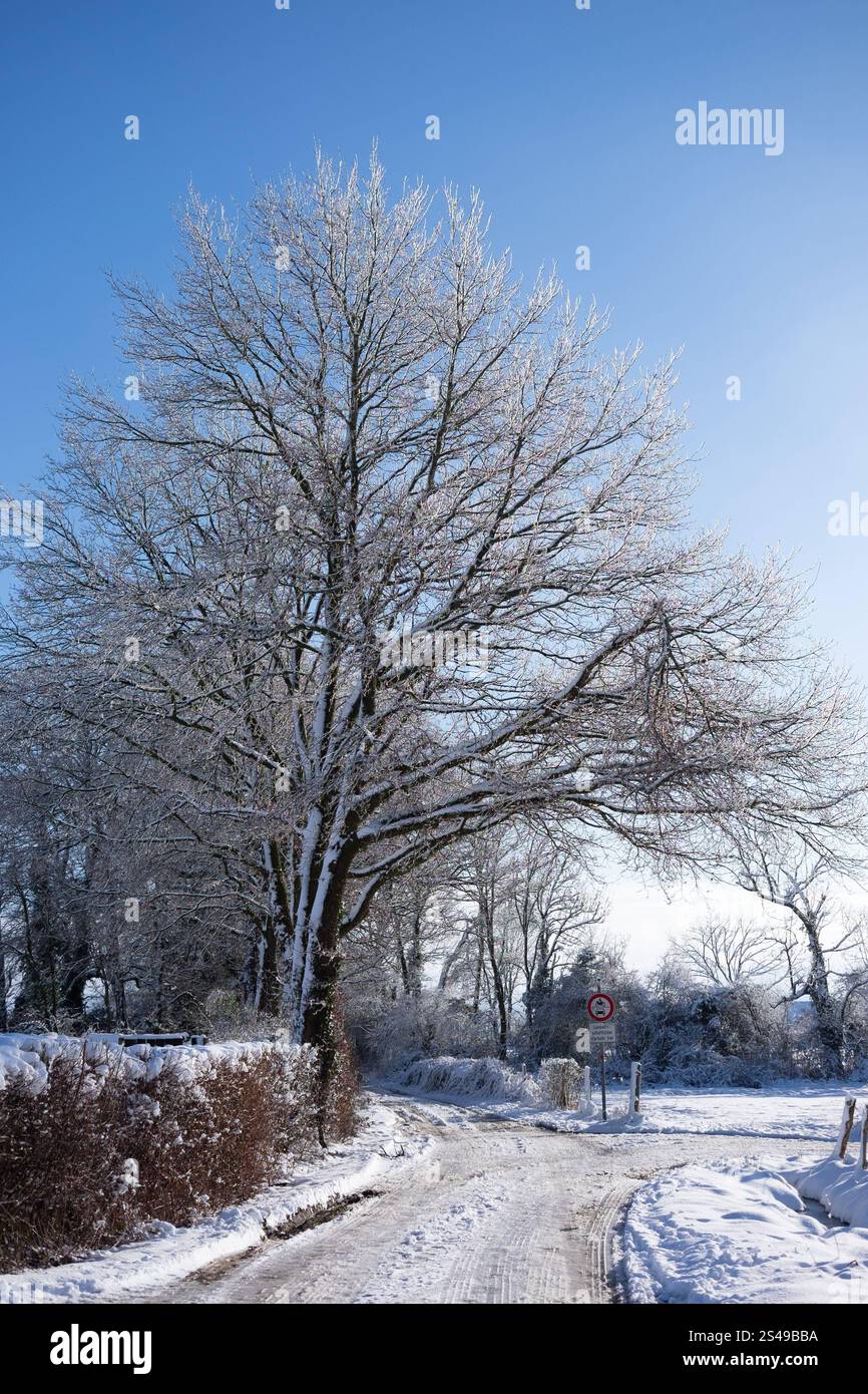 Schnee- und Eisbedeckte Aeste an Baeumen und Straeuchern in Aachen am ...
