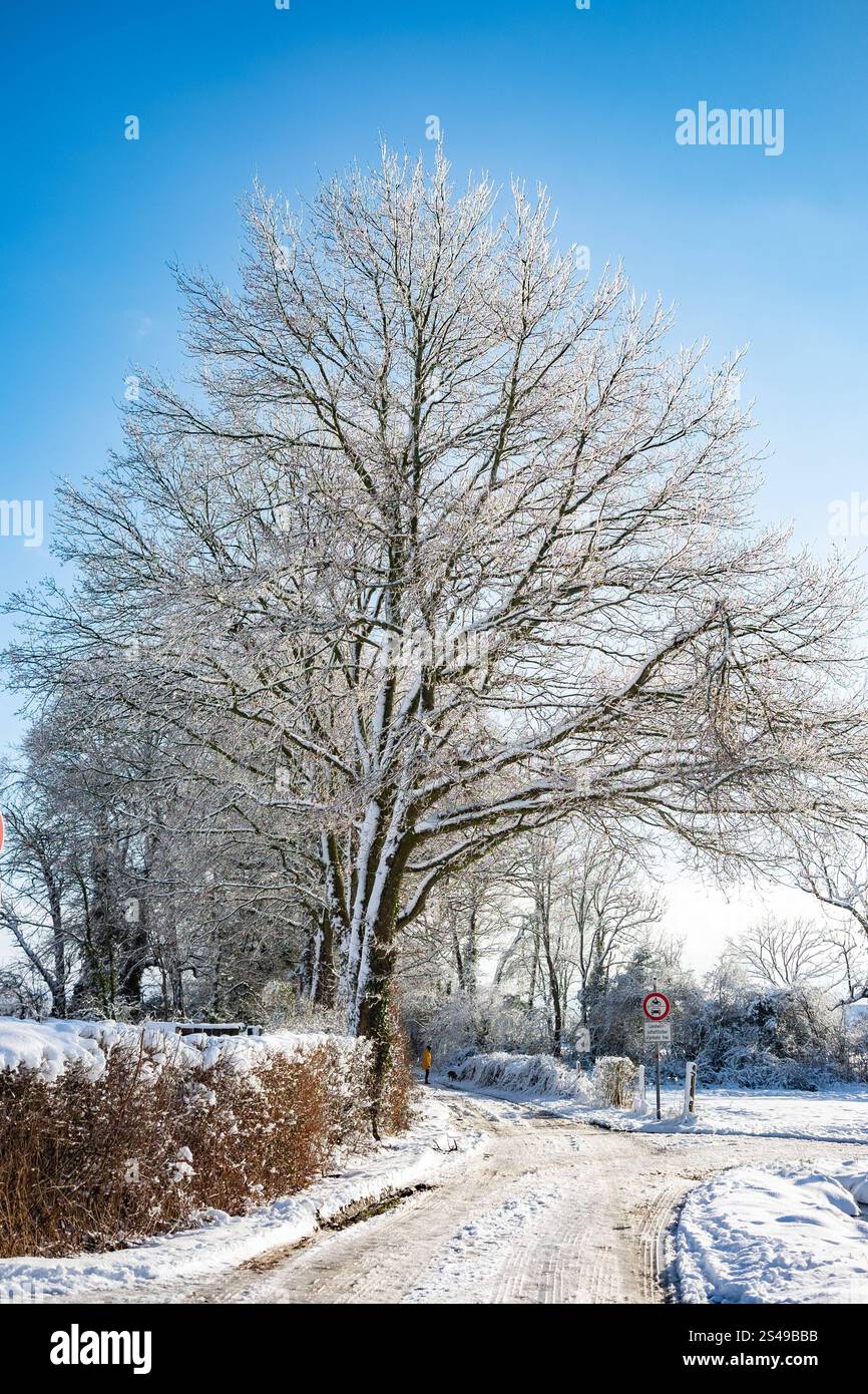 Schnee- und Eisbedeckte Aeste an Baeumen und Straeuchern in Aachen am ...