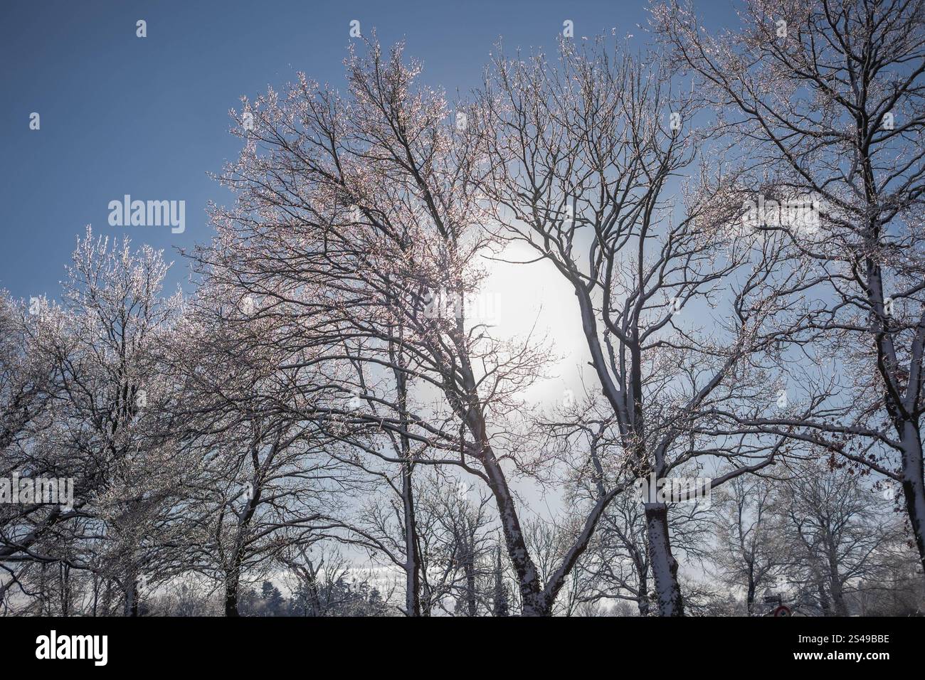 Schnee- und Eisbedeckte Aeste an Baeumen und Straeuchern in Aachen am ...