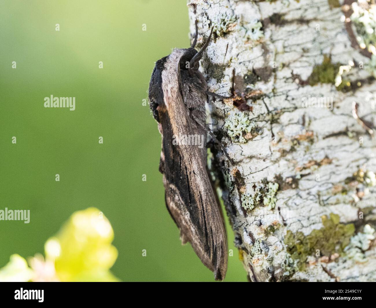 Privet hawk moth, Sphinx ligustri, The Vercors Stock Photo - Alamy