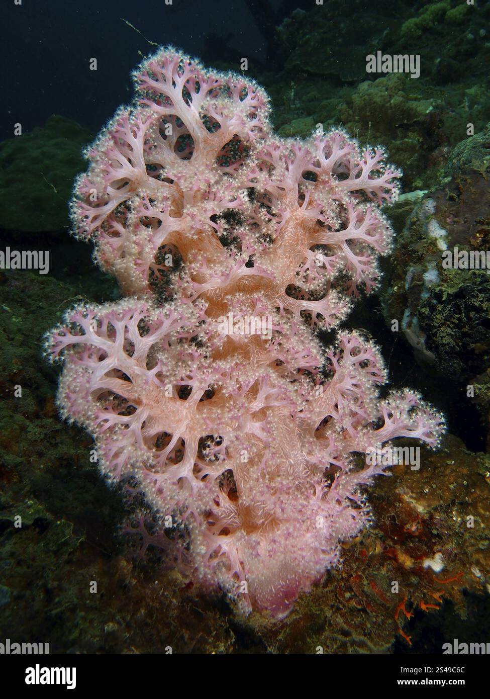 Pink soft tree coral (Dendronephthya) in an underwater landscape, dive ...