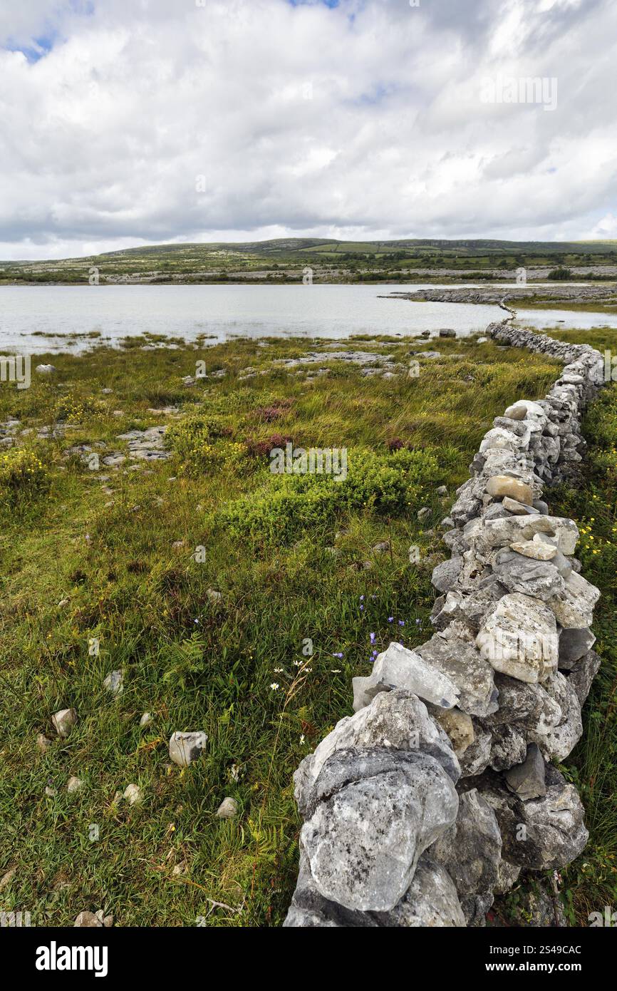 Stone wall as boundary, karst landscape, lake on the horizon, Burren ...