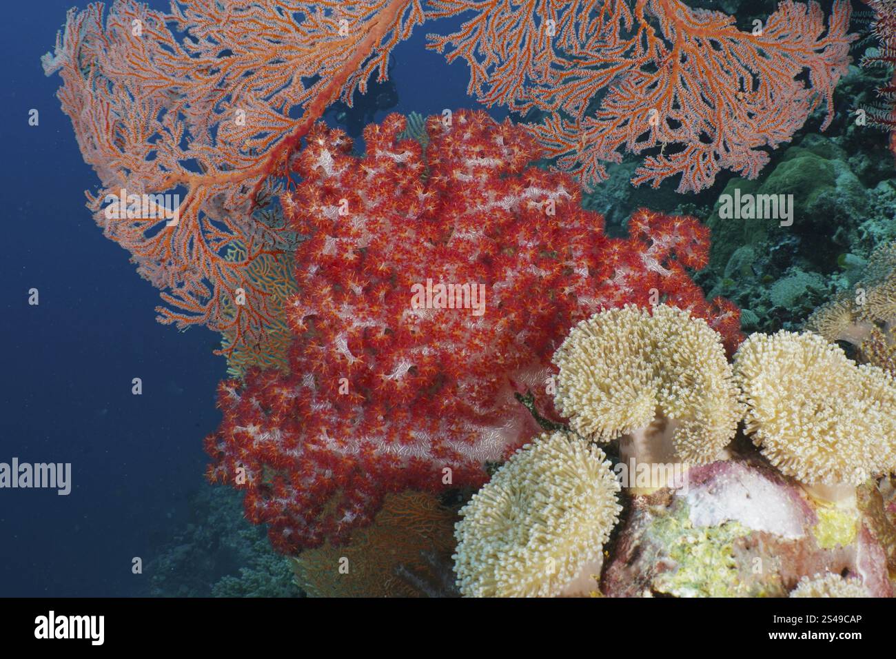 Red coral fans in coral hi-res stock photography and images - Alamy