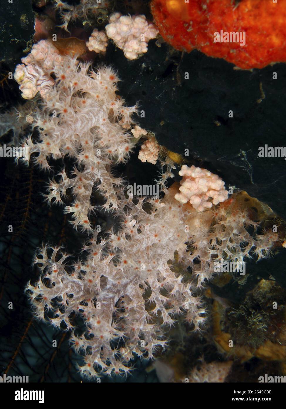 White tree coral (Dendronephthya) with dark background on the seabed ...