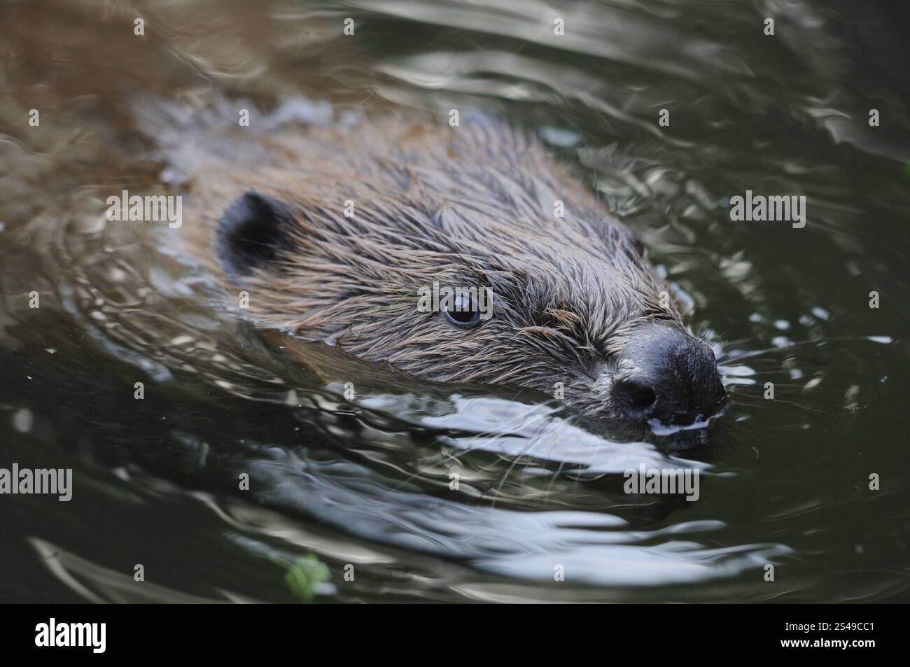 A beaver swimming calmly in a flowing river, European beaver (Castor ...