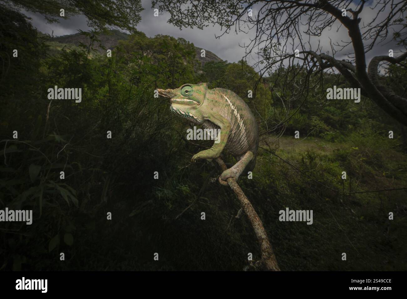 Two banded chameleons hi-res stock photography and images - Alamy