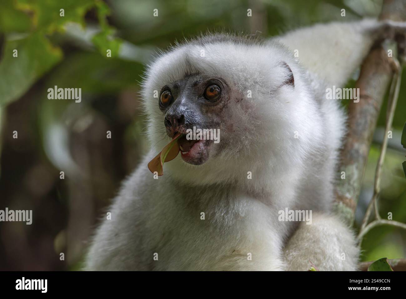 Silky sifaka (Propithecus candidus) in the mountain cloud forests of ...