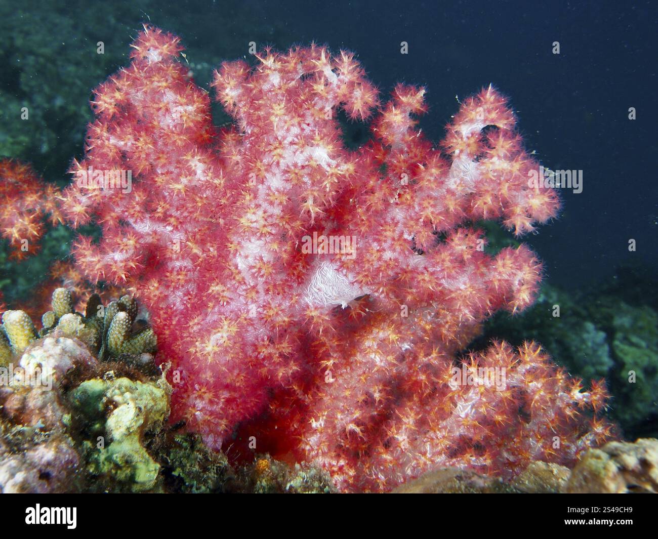 Vibrant pink tree coral (Dendronephthya) stretch out under the blue ...