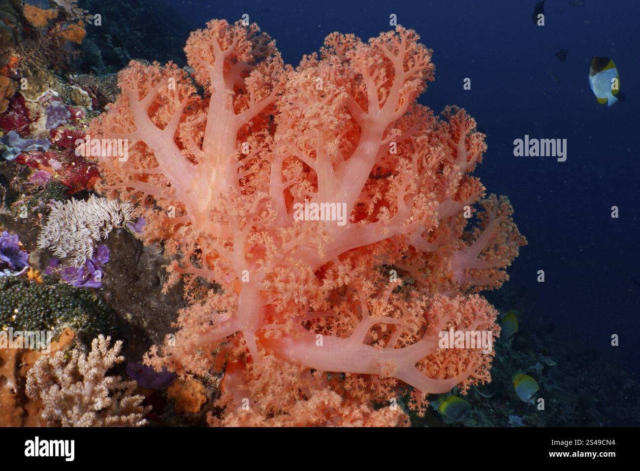 Pink tree coral (Dendronephthya) with fish in deep blue water, dive ...