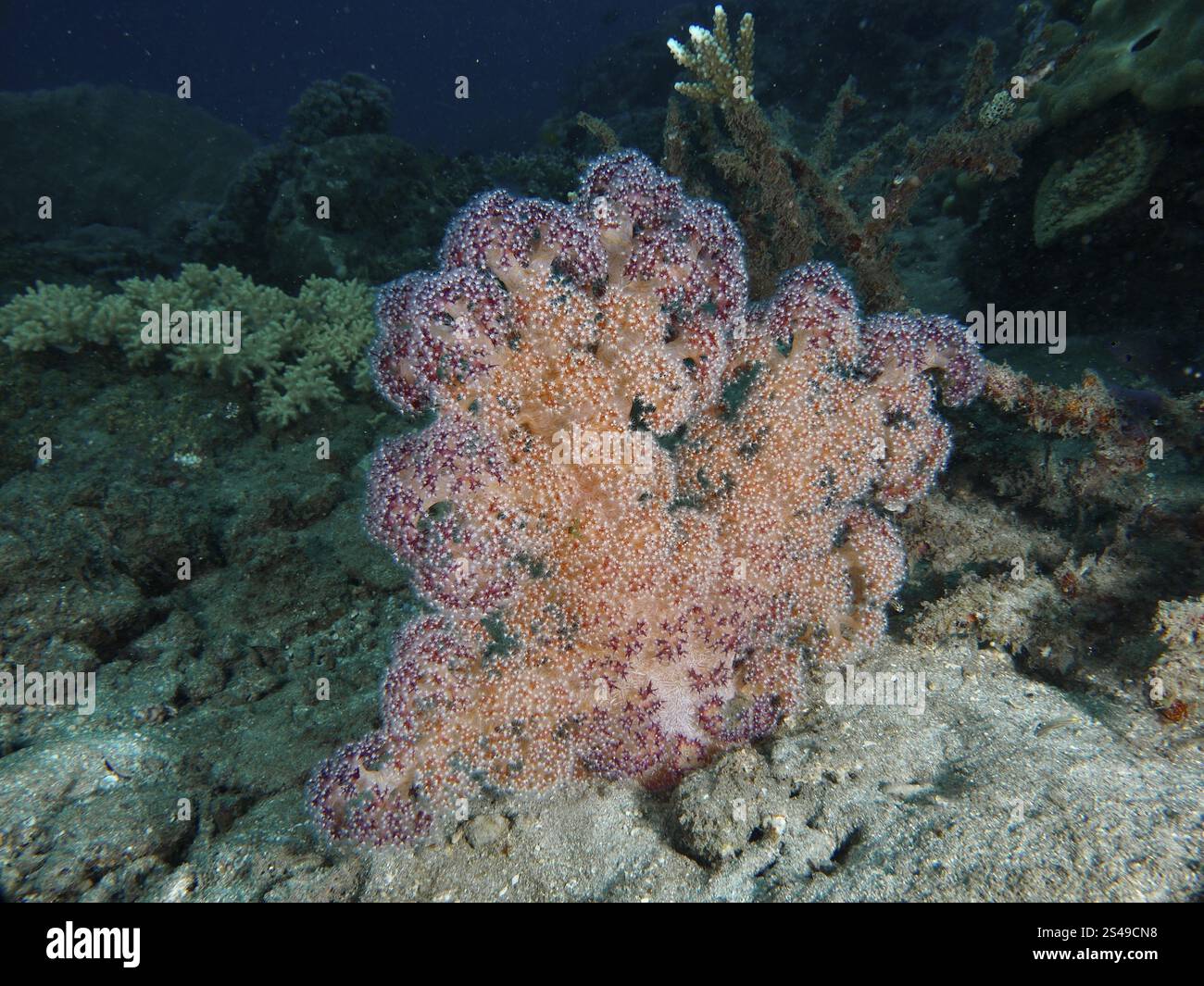 Pink tree coral (Dendronephthya) on a seabed in vivid colours, dive ...