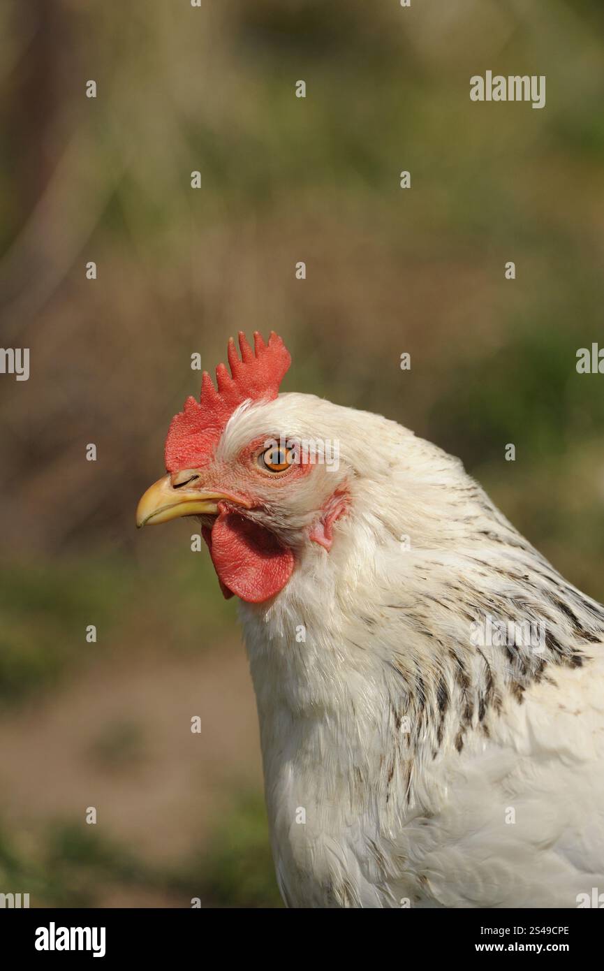 Detailed view chicken head hi-res stock photography and images - Alamy