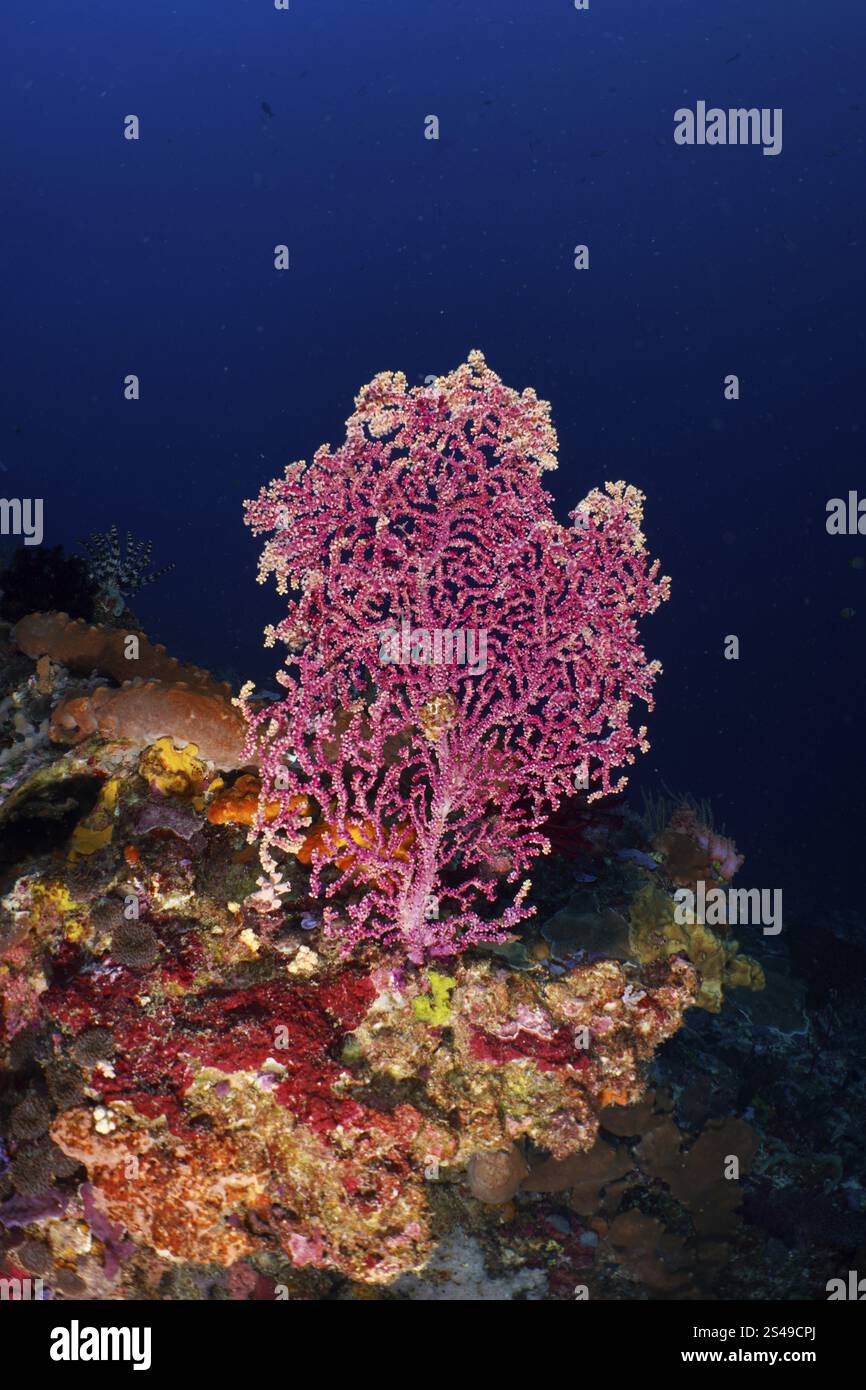 Pink Godeffroy's soft coral (Siphonogorgia godeffroyi) stands out ...