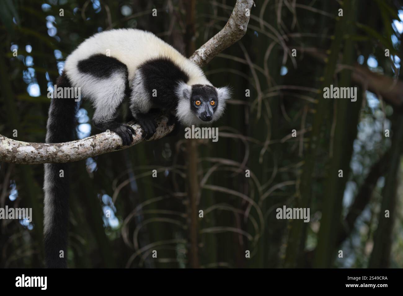 Black and white ruffed lemur (Variecea variegata) in the rainforests of ...