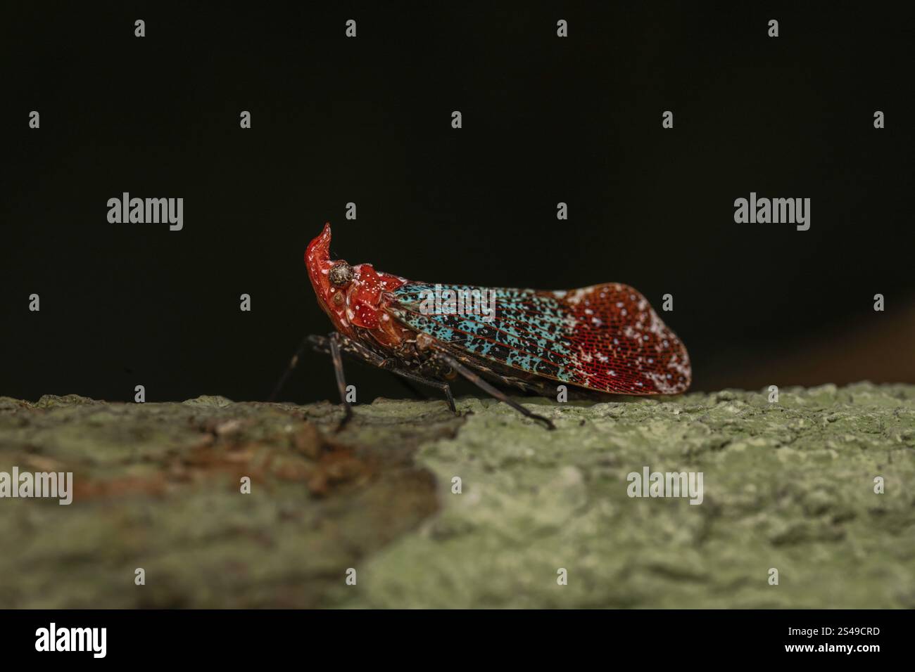 Insect in the lowland rainforests of eastern Madagascar Stock Photo - Alamy