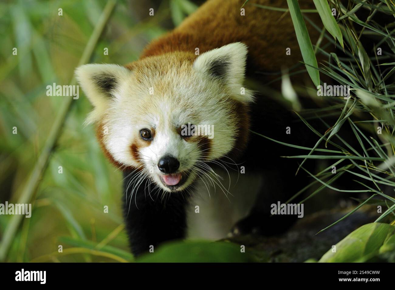 Close-up of a red panda with an expressive face, Red panda (Ailurus ...