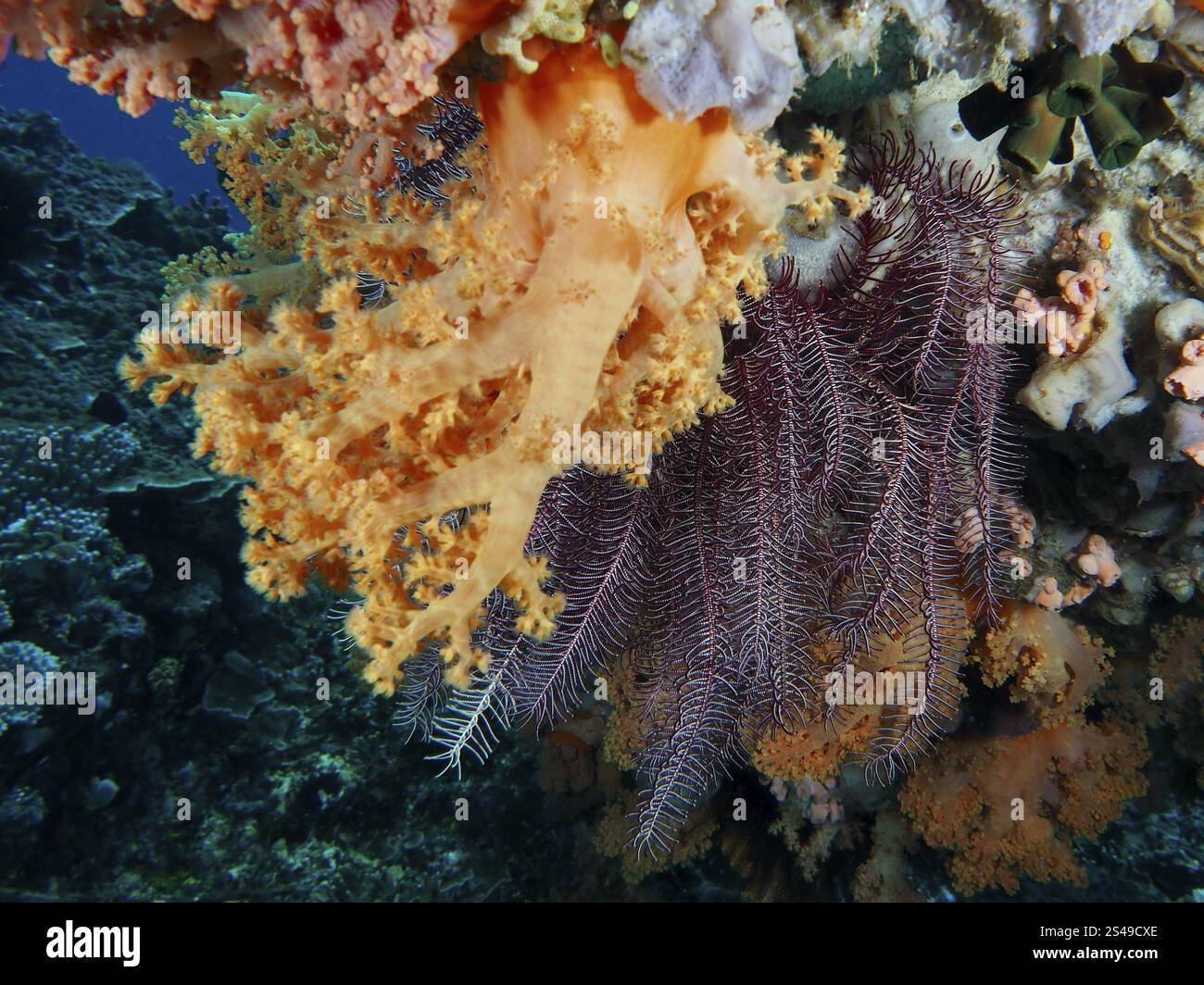 Yellow tree coral (Dendronephthya) glows in bright colours under water ...