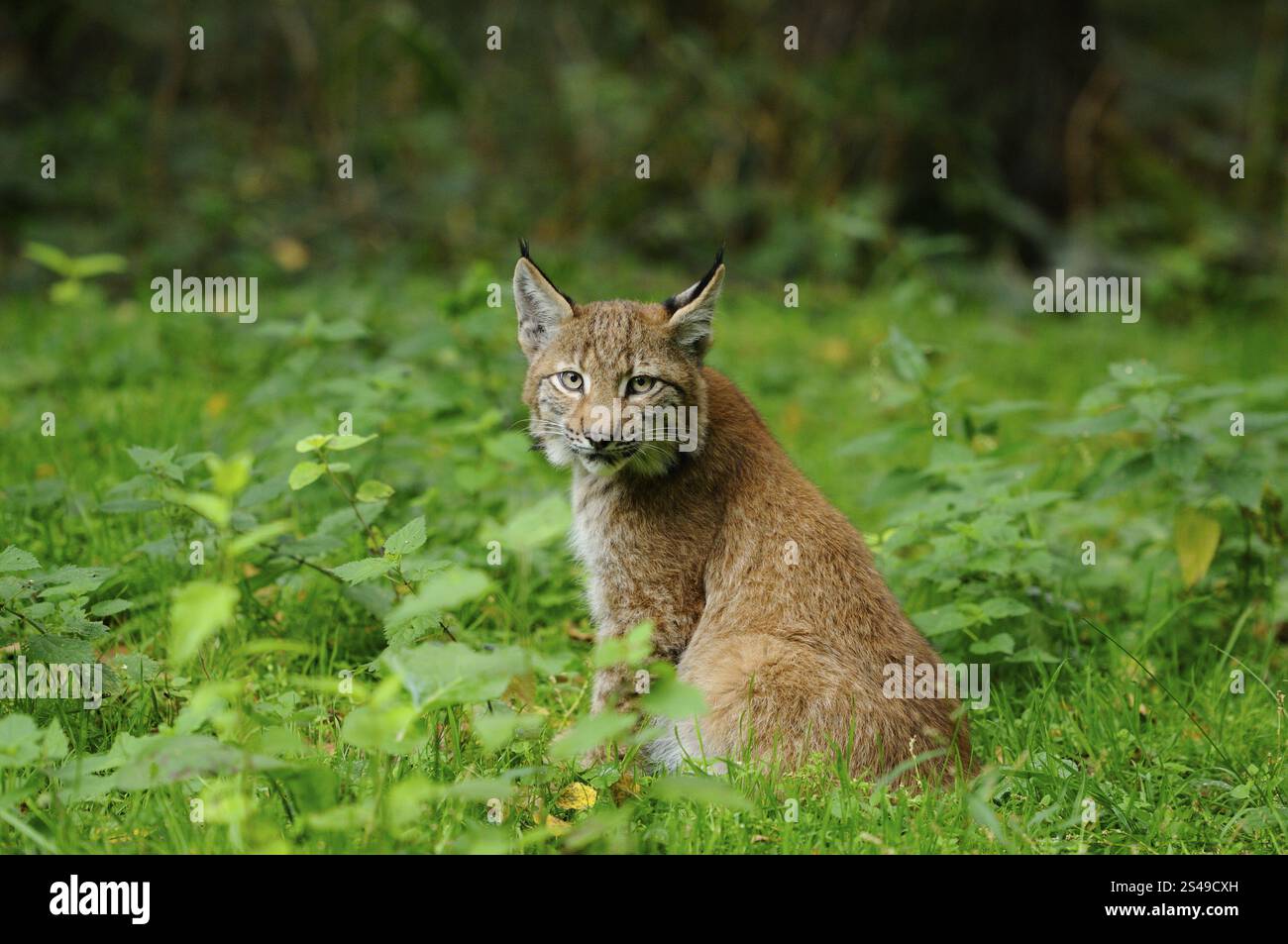 A young lynx sits in the green forest and looks over its shoulder ...