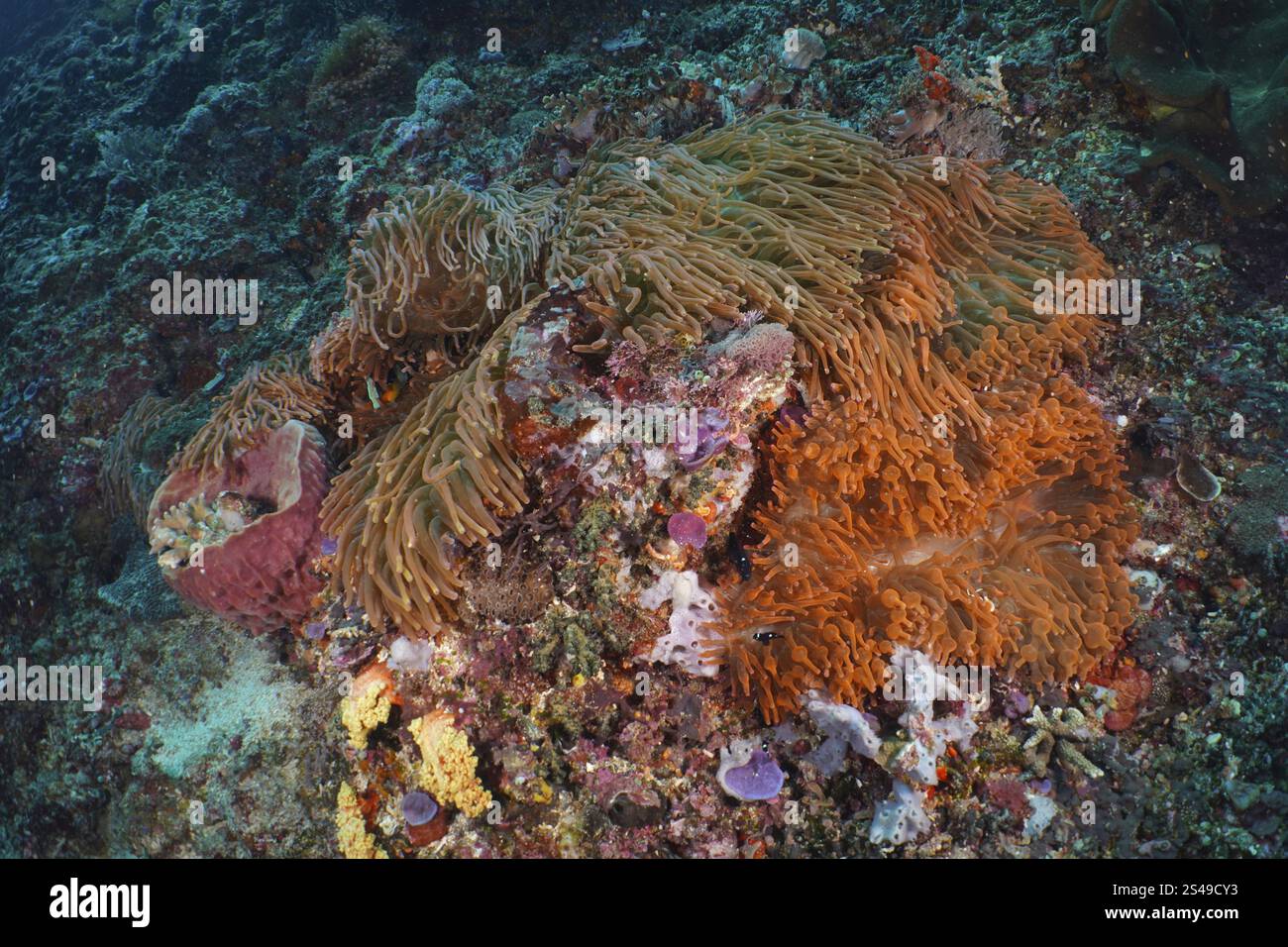 Copper anemone (Entacmaea quadricolor), sea sponges and corals cover ...