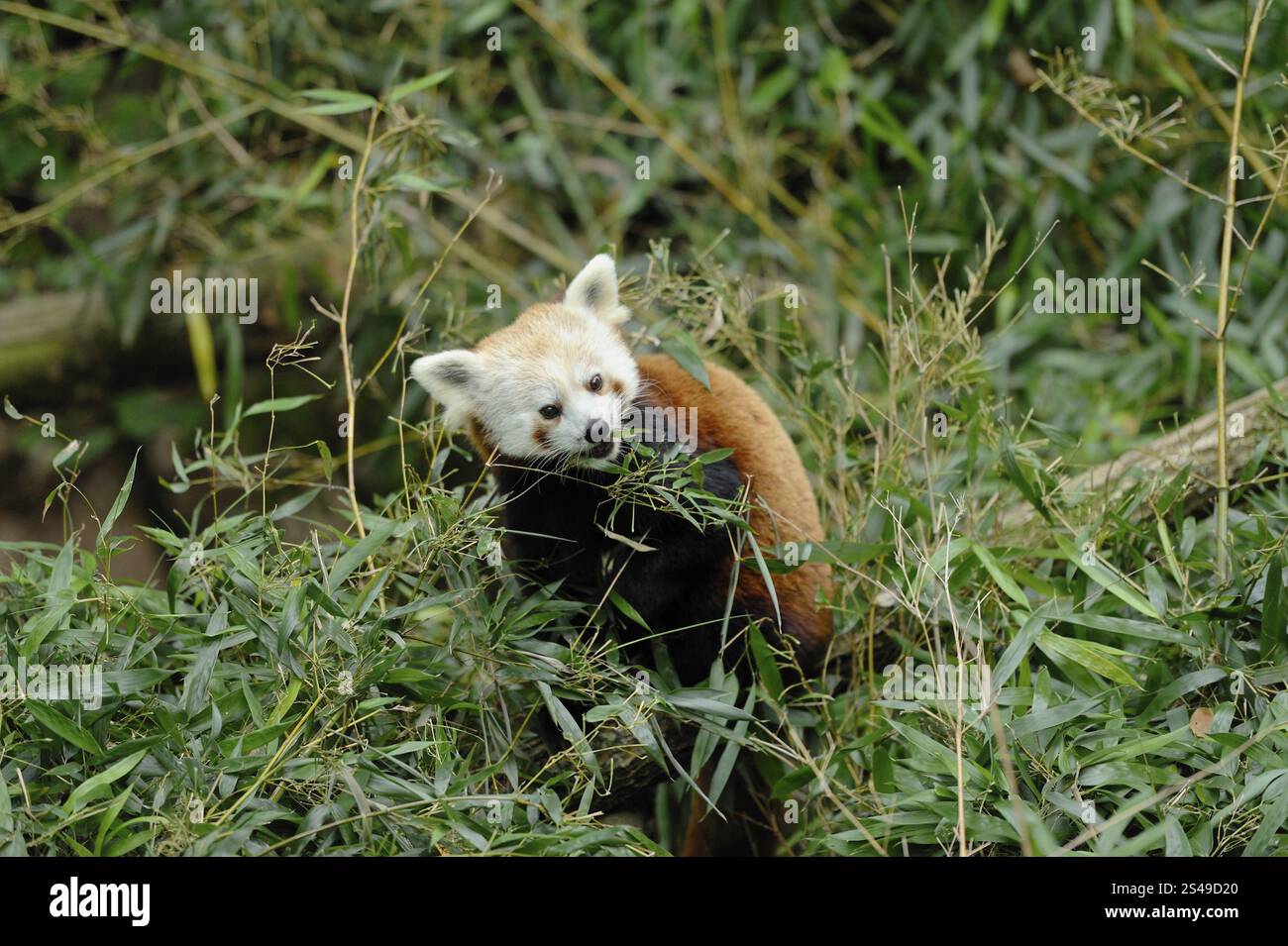 A red panda resting in a bamboo hideout, Red panda (Ailurus fulgens ...