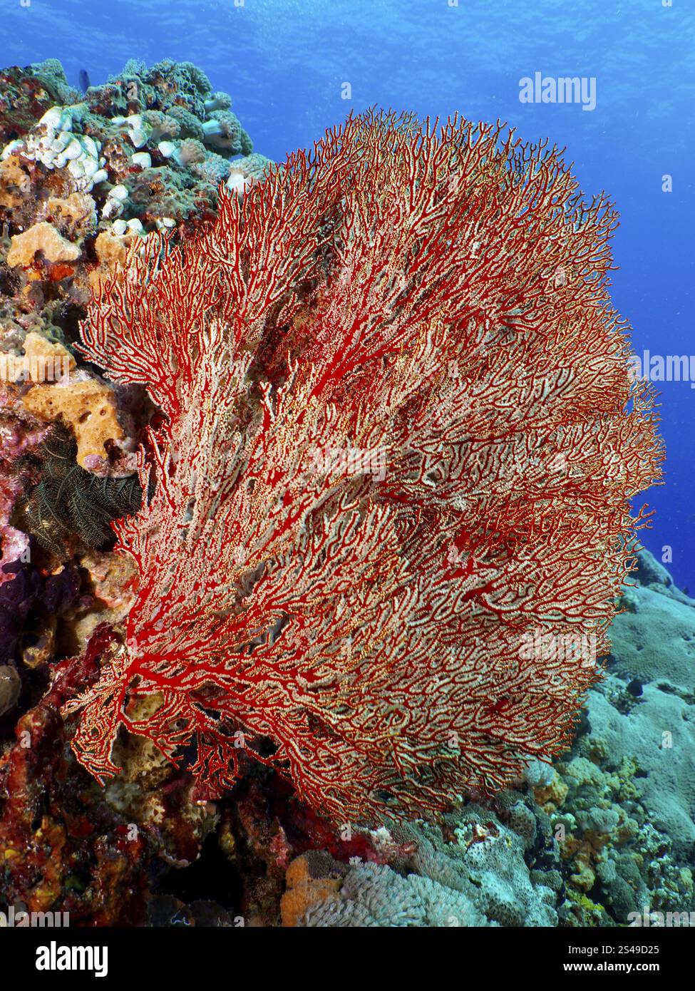 Red knot fan (Melithaea ochracea) in the ocean, beauty of the reefs and ...