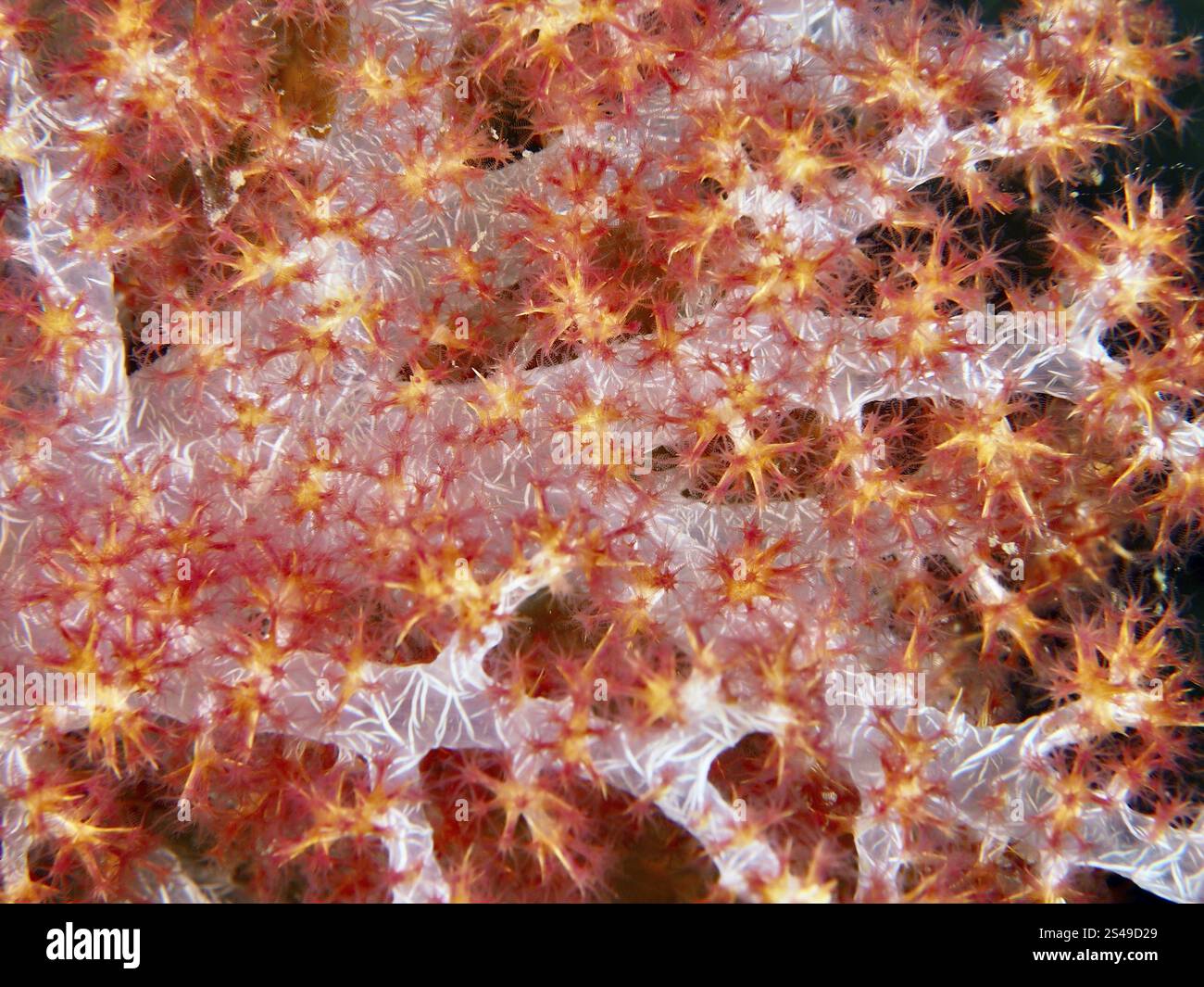 Detailed close-up of a red tree coral (Dendronephthya) with fine ...