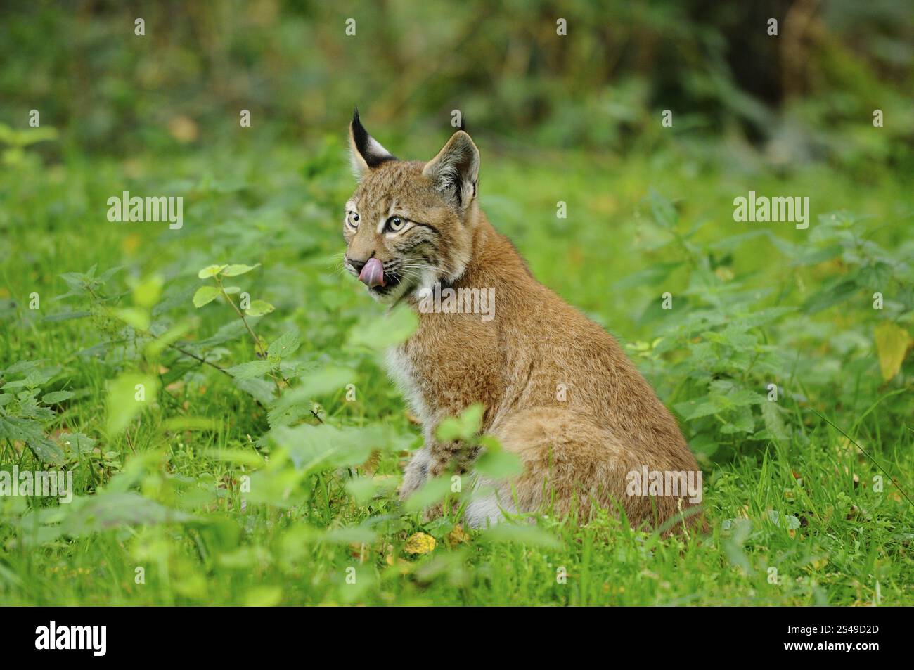A young lynx licks its nose and sits in the dense green undergrowth ...