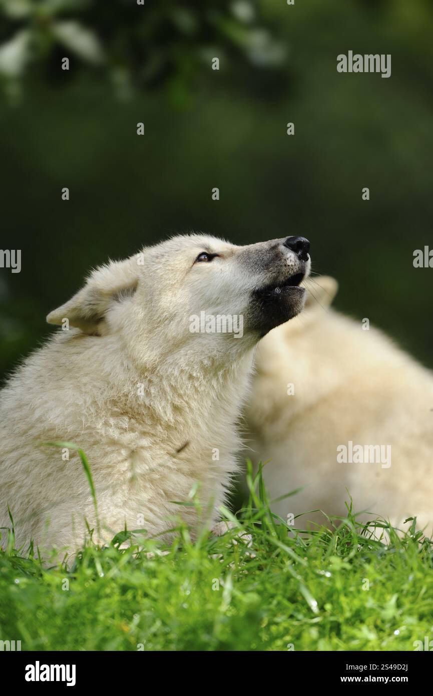 Wolf with white fur howling, second wolf out of focus in the background ...