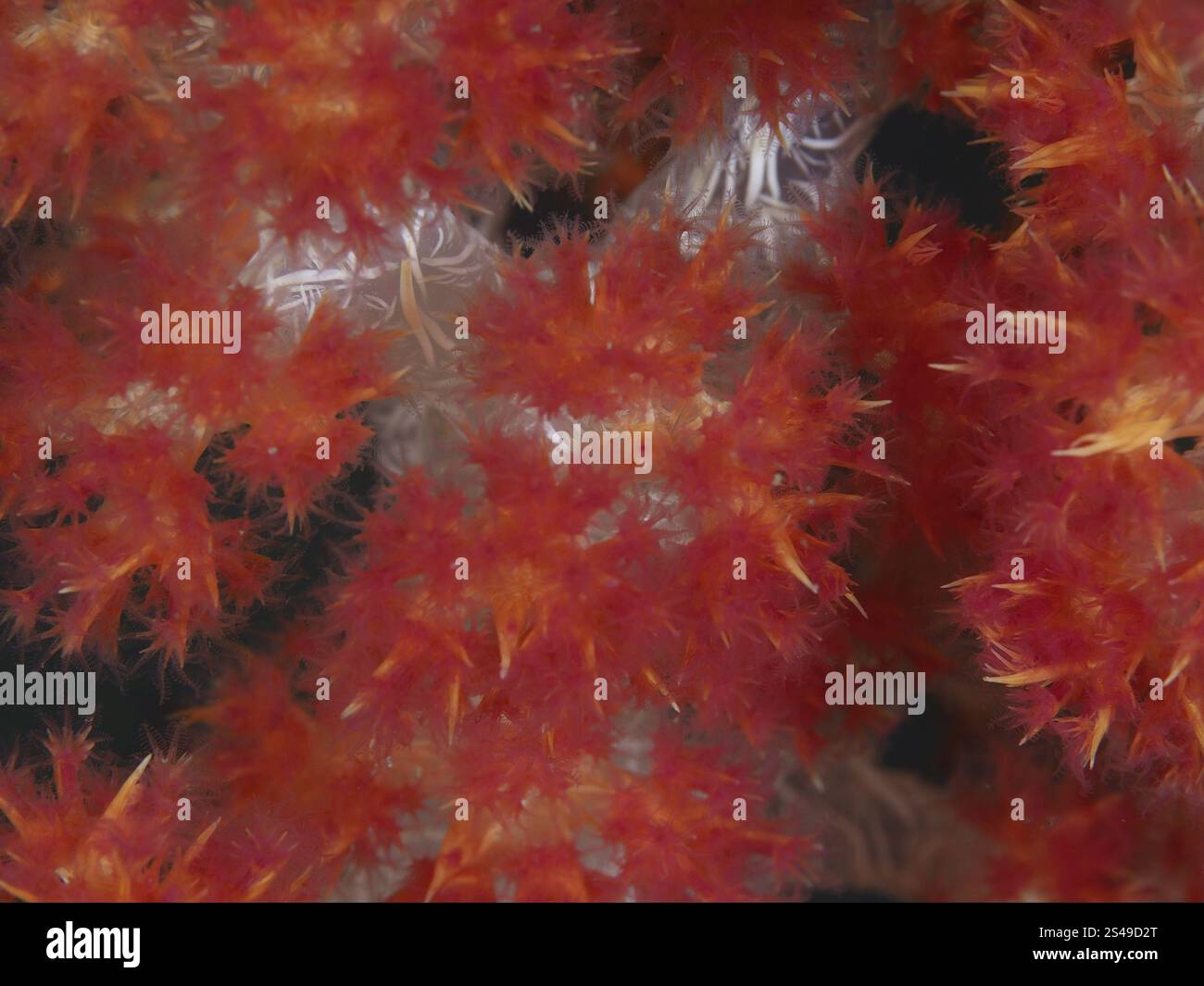 Close-up of red tree coral (Dendronephthya) with soft, spiny textures ...