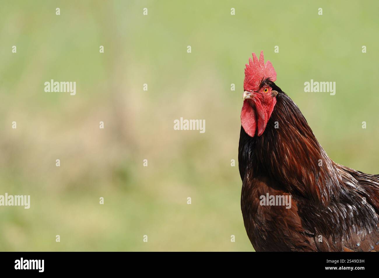 Portrait of a red cockerel against a green background, domestic fowl ...