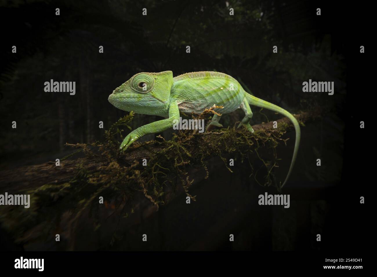 Juwenile chameleon (Calumma p. cristifer) in the rainforests of ...