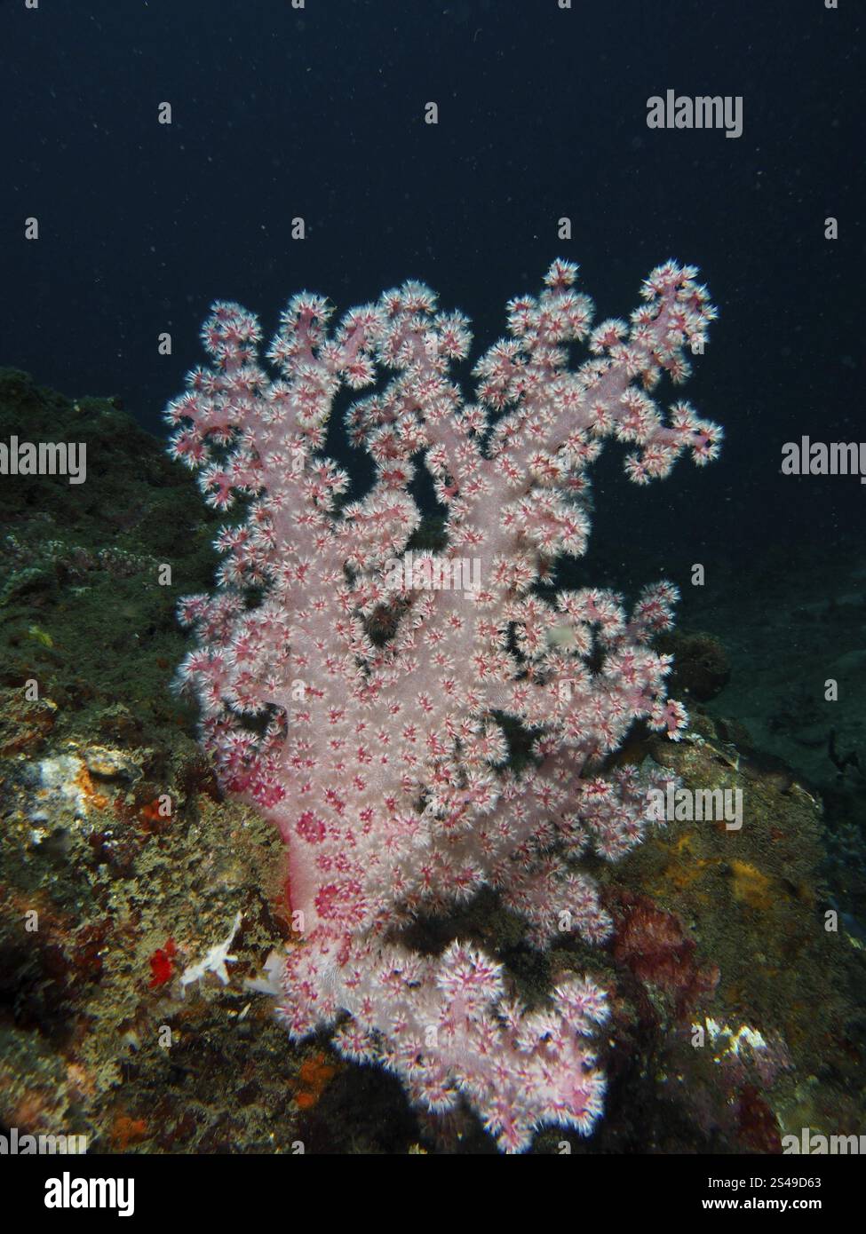 Pink tree coral (Dendronephthya) under dark blue water, dive site Spice ...