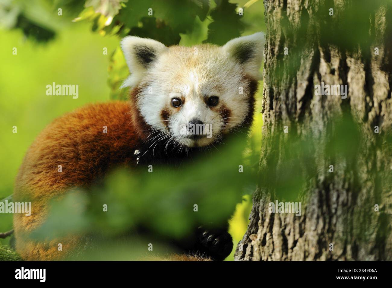 Red panda looking curiously from behind a tree, Red panda (Ailurus ...