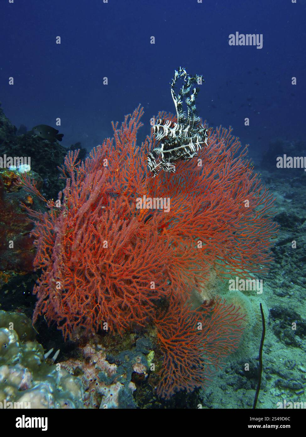 Red knot fan (Melithaea ochracea) with feather star in the ocean ...