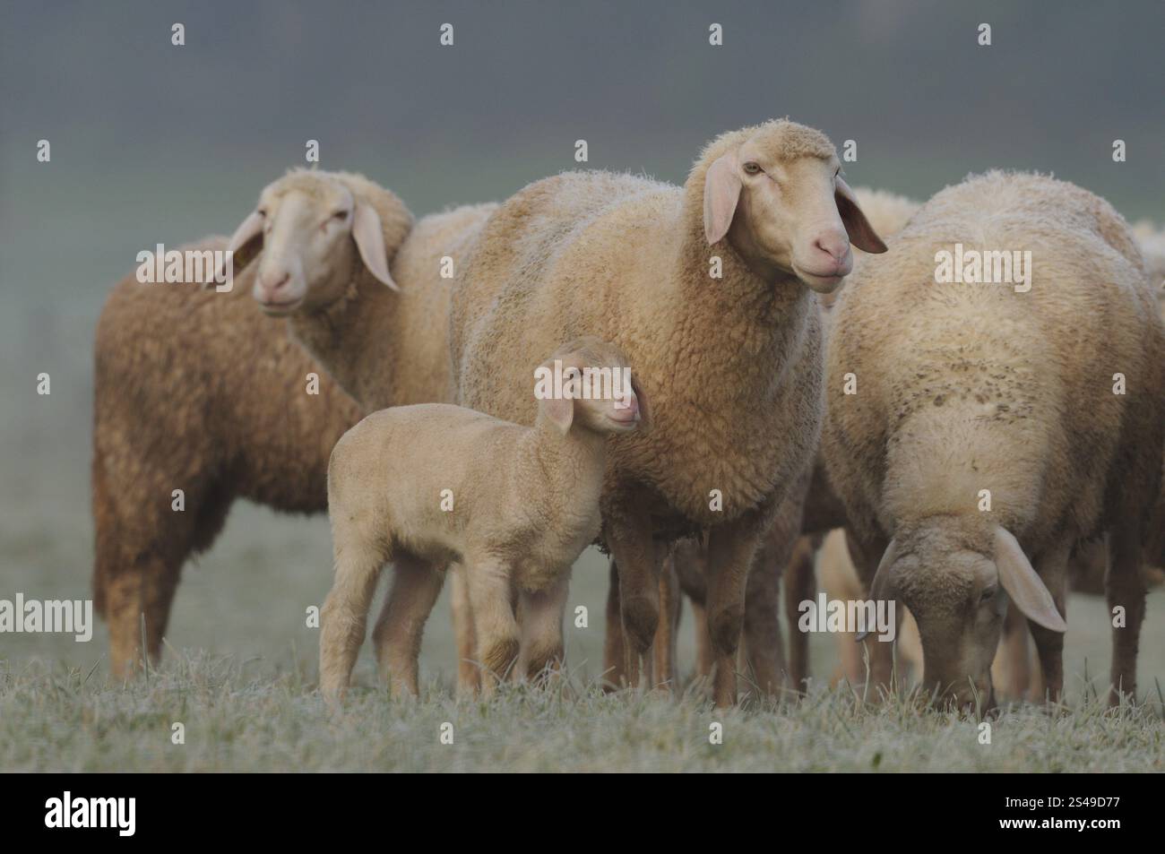 Lamb standing next to adult sheep on a green pasture, domestic sheep ...