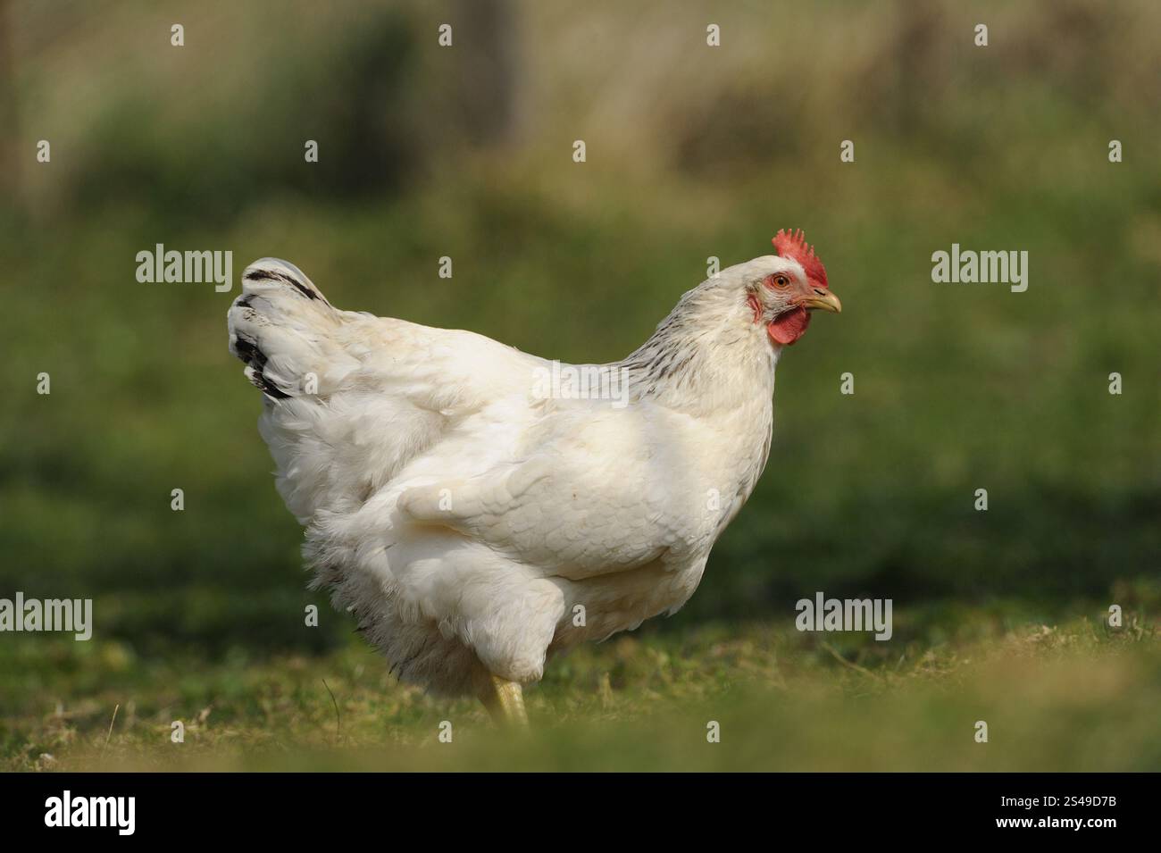 White hen standing alone in the green grass, domestic fowl (Gallus ...