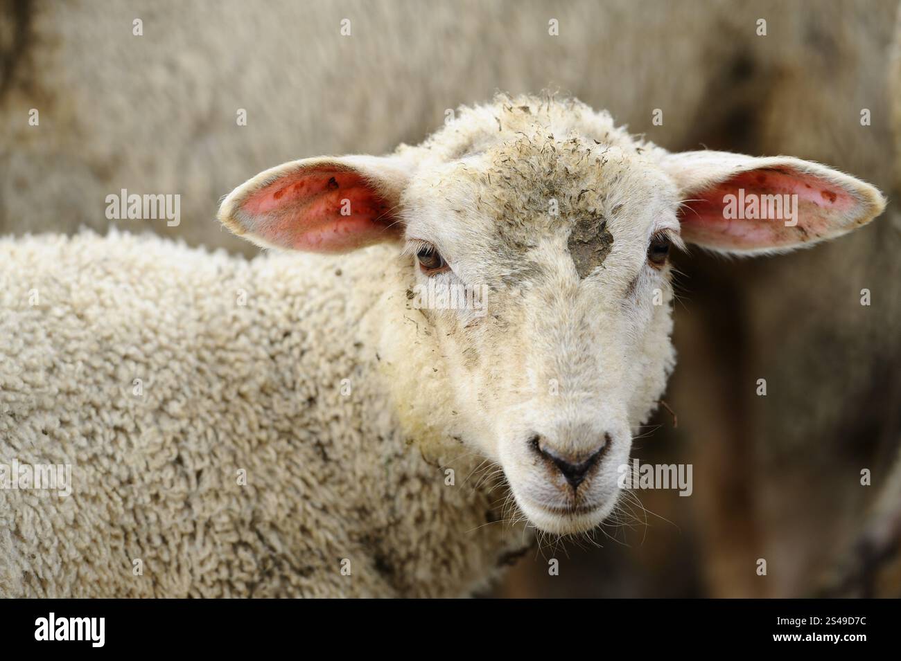 A dirty sheep looks directly into the camera, surrounded by other sheep ...