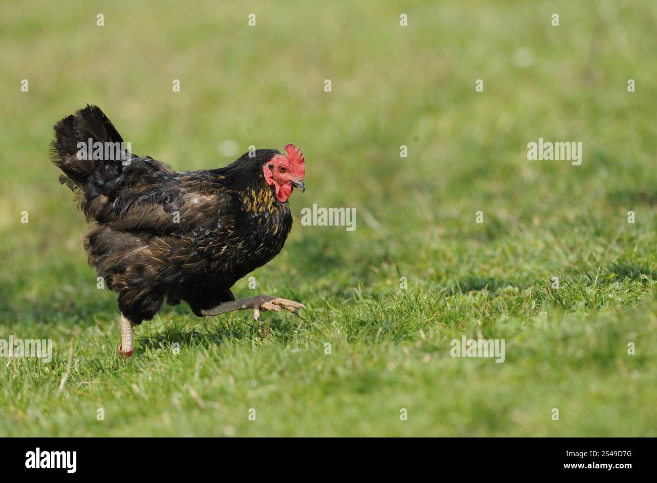 Black hen running over green grass, domestic fowl (Gallus gallus ...