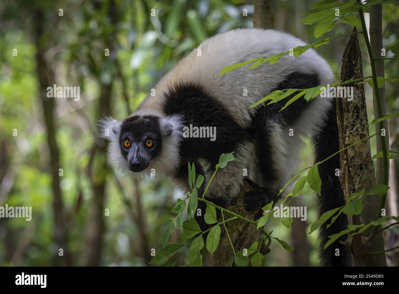 Black and white ruffed lemur (Variecea variegata) in the rainforests of ...