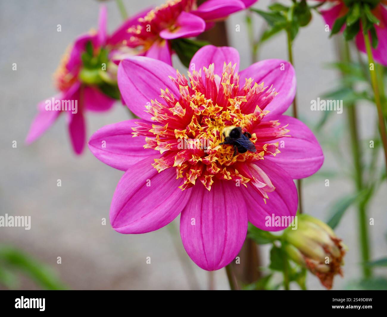Native plant of the pacific northwest hi-res stock photography and ...