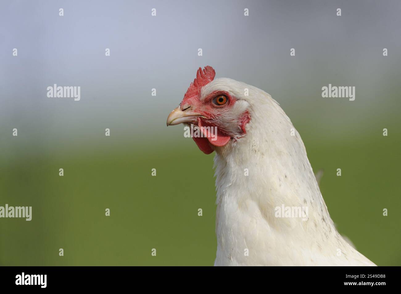 Close-up of a white hen against a blurred background, domestic fowl ...