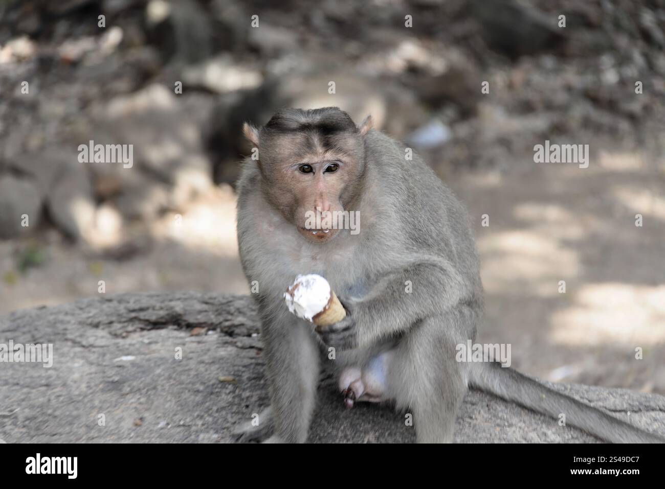 A monkey sits on a stone and eats an ice cream with relish ...
