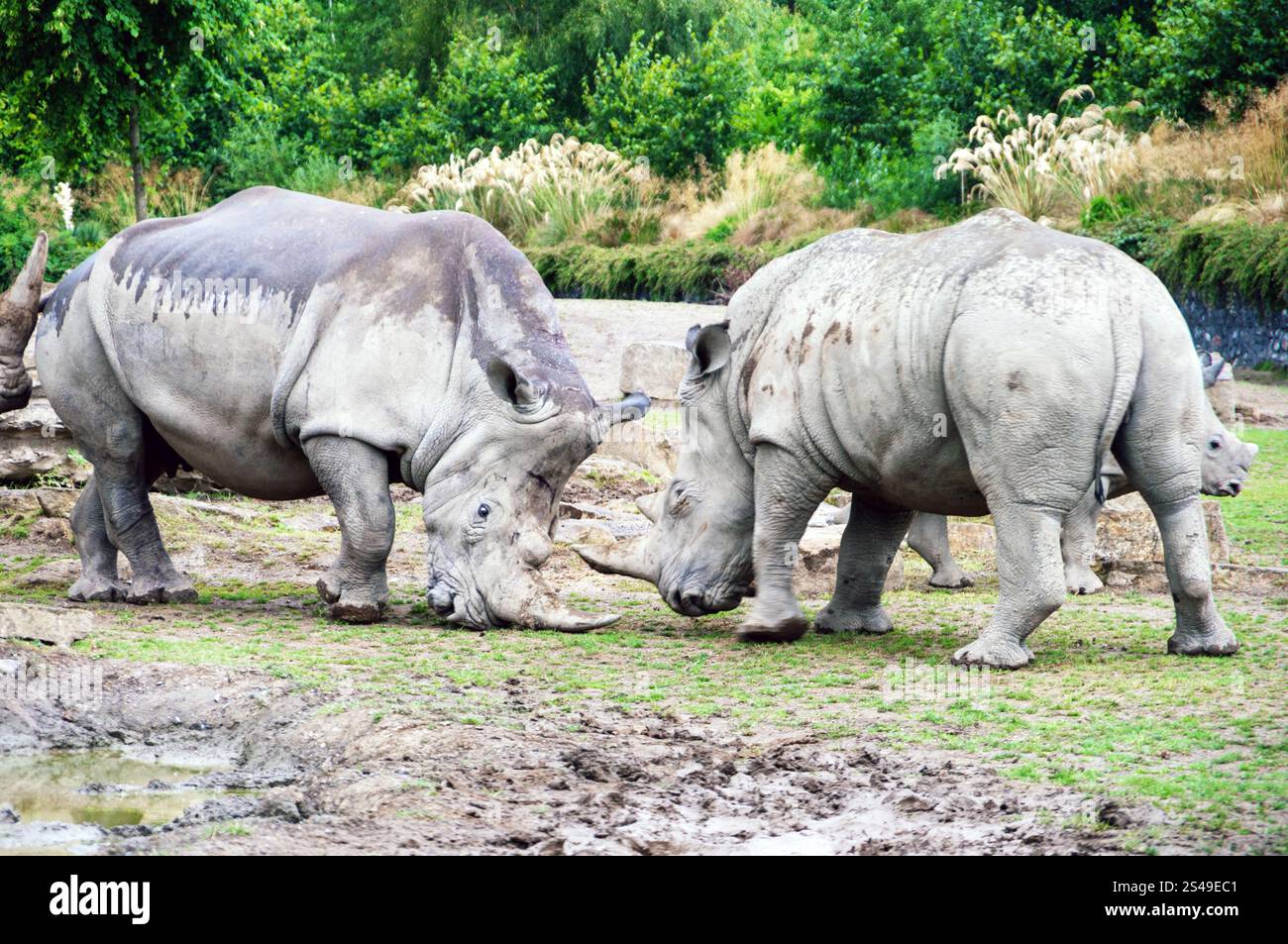 Black rhinos fighting hi-res stock photography and images - Alamy